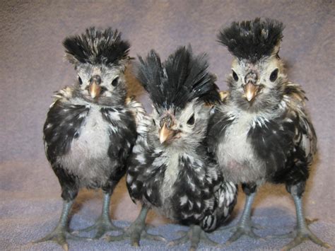 What Age Can You Sex Polish Chicks Backyard Chickens Learn How To