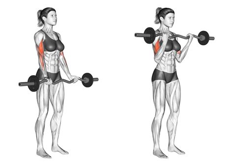 Ez Bar Curl Vs Barbell Curl Which Is Best Inspire Us