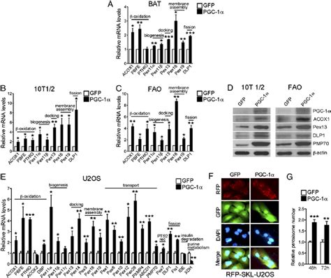 Pgc 1 α Is Suf Fi Cient To Induce Peroxisomal Gene Expression Protein