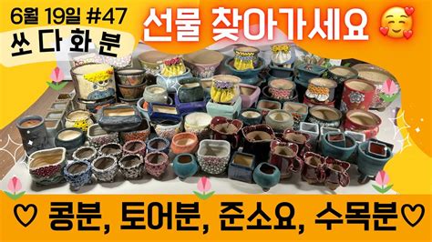 47차 화분판매 쏘다화분🪴 6월 19일 예쁜 화분 가성비 롱분 콩분 다육이화분 다육이 화분 준소요 토어 수목 Youtube