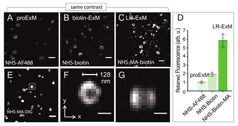 Video Label Retention Expansion Microscopy Lr Exm Enables Super Resolution Imaging And High