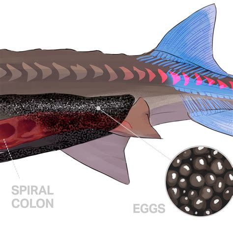 Save The Sturgeon Help Us Save The Uks Native Sturgeon
