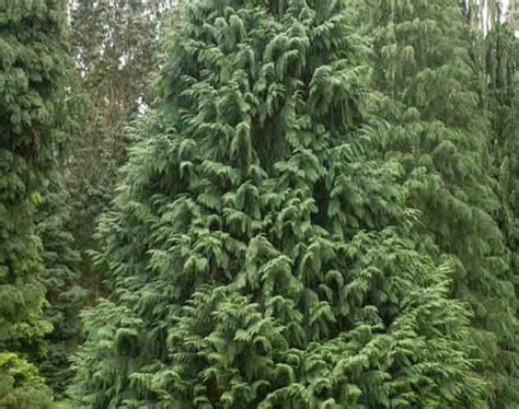 Cypress Shrubs For Sale Online Many Varieties Available — Gardens Of