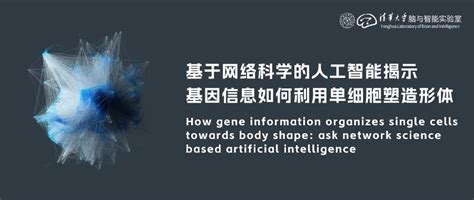 学术头条 基于网络科学的人工智能揭示基因信息如何利用单细胞塑造形体 清华大学脑与智能实验室