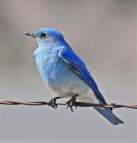 Mountain Bluebird Kluane National Park And Reserve Of Canada Parc