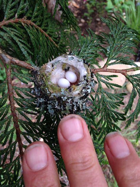 Hummingbird Nest R Pics