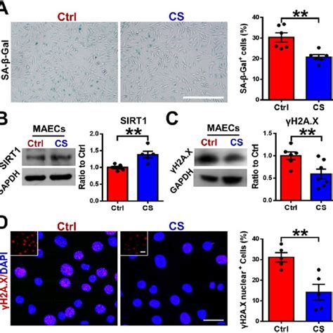 Silicate Ions As Soluble Form Of Bioactive Ceramics Reduce Masmc Download Scientific Diagram