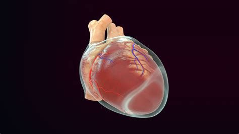 Human Heart With Pericardium Layer 3d Model Turbosquid 2186703