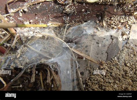 Paraembolides Variabilis Arachnida 62 Railway Parade Wentworth Falls Nsw 2782 Australia