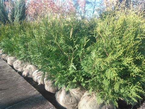 Саженцы Туи "Брабант" купить в спб