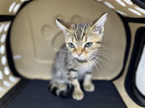 대구고양이무료분양 달서구고양이무료분양 대구아메리칸숏헤어무료분양 달서구아메리칸숏헤어무료분양 대구 2022 0312 아메리칸숏헤어 보리 책임분양 강아지입양 고양이입양