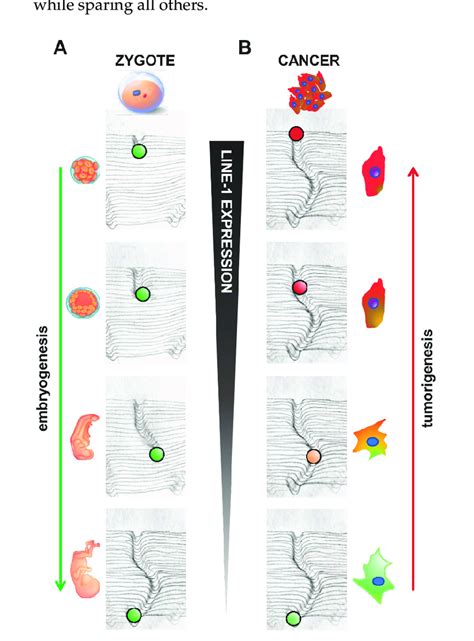 Reactivation Of Embryonic Genetic Circuits In Differentiated Cells