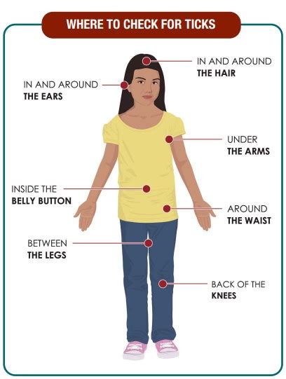 Lyme Disease Prevention Tips And What To Do After A Tick Bite Johns