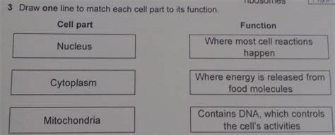 solved ndosomes 3 draw one line to match each cell part to its