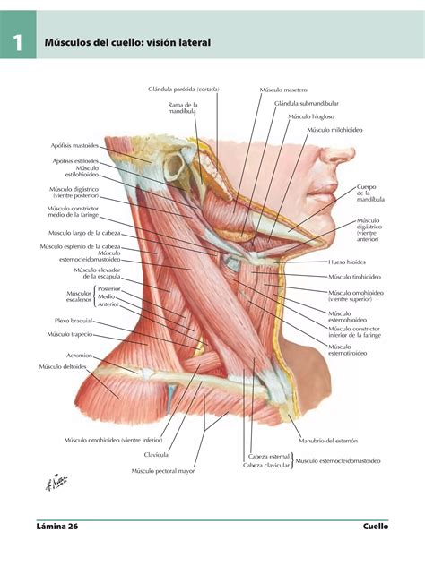 Anatomia Netterpdf