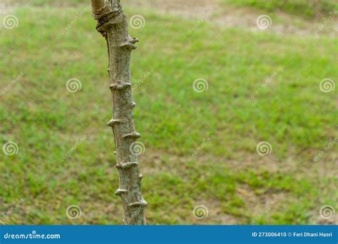 Growing Cassava Young Shoots Growing Row Of Cassava Tree In Field Landscape Of Cassava