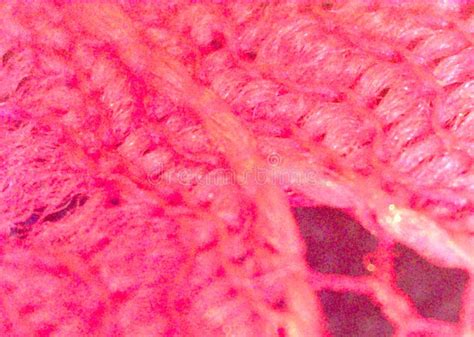 Bright Pink Pattern Fragment Of Fabric Textile Image Under The