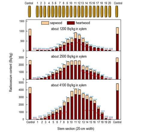 Ponding Experiments For The Stems Of Japanese Cedar From Fukushima