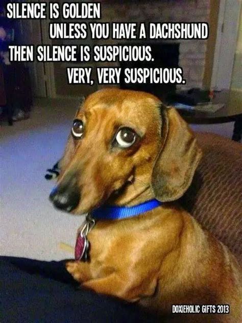 Funny Dachshund Memes That Will Make You Laugh Rdachshund