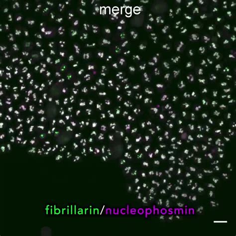 Allen Institute For Cell Science On Linkedin Fibrillarin Nucleophosmin Cell Line Of The Week