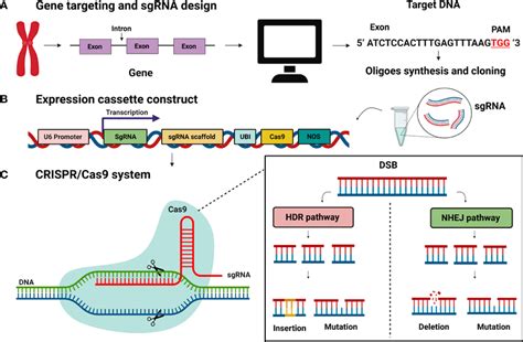 Crisprcas9 System For Genome Editing A Gene Targeting And Sgrna