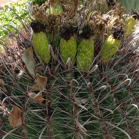 Ferocactus Wislizeni Cactus Seeds Plants Bank Shop