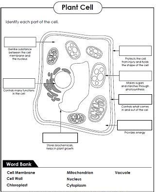 Mrs Souzan Gubr Let S Learn Science Introduction To THE CELL Lesson