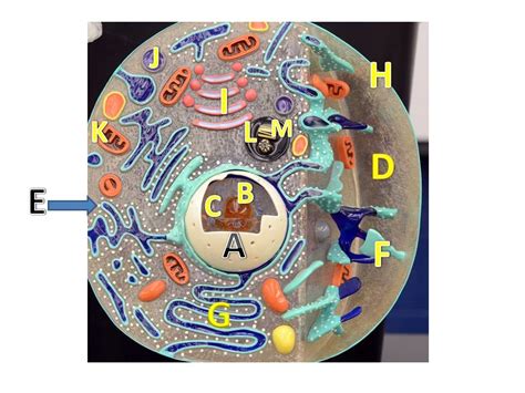 Cell Cycle Diagram Quizlet