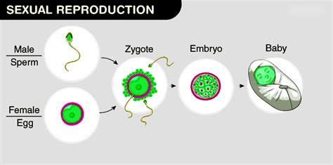 Sexual Reproduction Understanding Male And Female Reproductive System Sexual Reproduction Understanding Male And Female Reproductive System