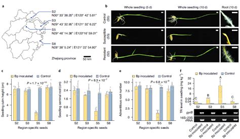 Nature子刊封面：浙大王蒙岑组揭示水稻种子内生菌抗病新功能 Csdn博客