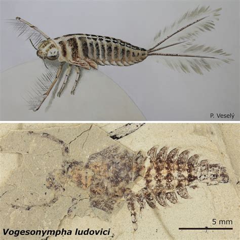 Evolution Of Filter Feeding In Aquatic Insects Rhamphotheca