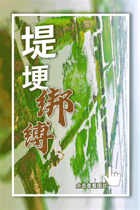 动动手指为沉湖湿地换绿妆 生态蔡甸 新闻中心 长江网 cjn cn