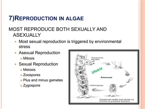 Algae General Characters And Classification