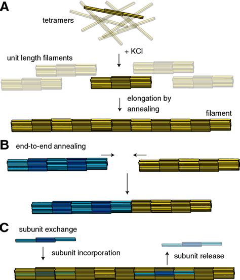 Intermediate Filament