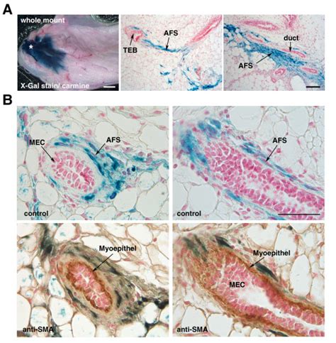 Amniotic Fluid Stem Cells Afs Derived Cells Contribute Stromal