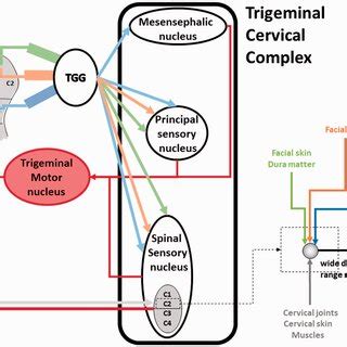 Schematic Of The Trigeminal Pathway And The Trigeminal Cervical Complex Download Scientific