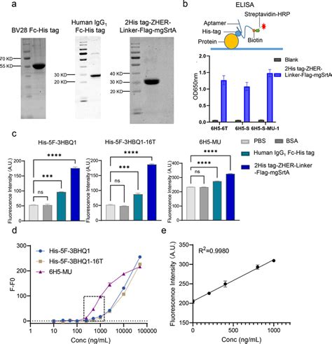 Specific Binding Of Fluorescent Aptamer Beacons To His Tags A Sds Page Download Scientific