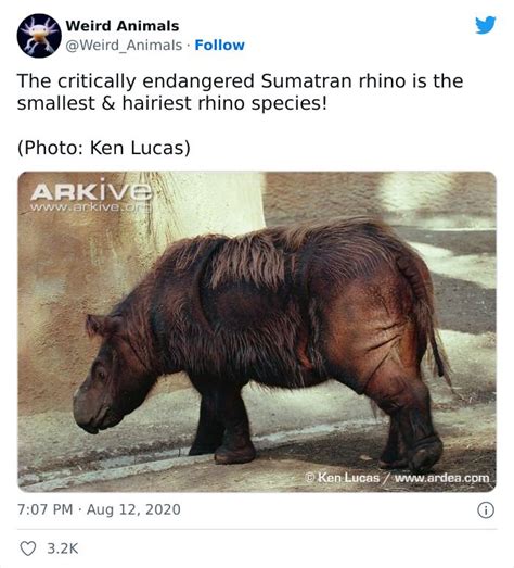 Weird Animals Pics Artofit