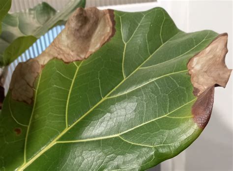 떡갈고무나무 잎이 검게 타들어가요 떡갈고무나무잎검게 식물 관리 일지