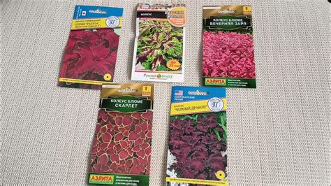 Самый яркий однолетник для вашего сада м н ДАЧА г Каменск Уральский 09 01 2024 г Youtube