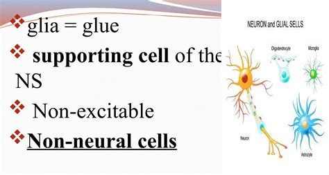 Nervous System Neuron And Neuroglial Cells Structure Of Neuron And