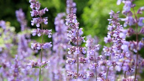 Planting And Pruning Catnip Guide Garden Breaking Latest News