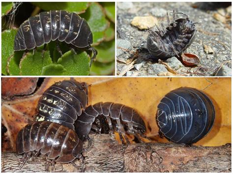 Насекомые мокрицы фото и описание