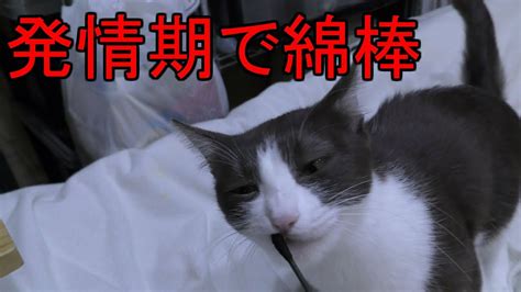 家猫みーちゃん発情期綿棒で落ち着かせる YouTube