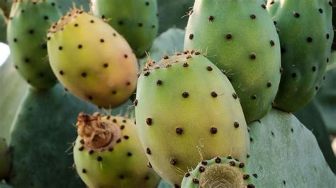What Does Prickly Pear Soda Taste Like Cactus Juice Taste