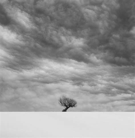 Single Tree Poster Print Mostafa Nodeh Posterazzi