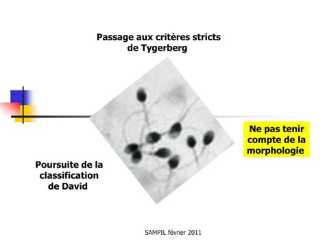 Ppt Morphologie Du Spermatozoïde Et Amp Est Ce Le Moment Dappliquer