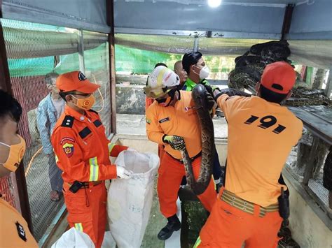 Dvb ရန်ကုန်တွင် ဖမ်းဆီးမိသည့် မြွေ ၂၇ ကောင်ကို ပဲခူးရိုးမတောထဲ လွှတ်ပေး