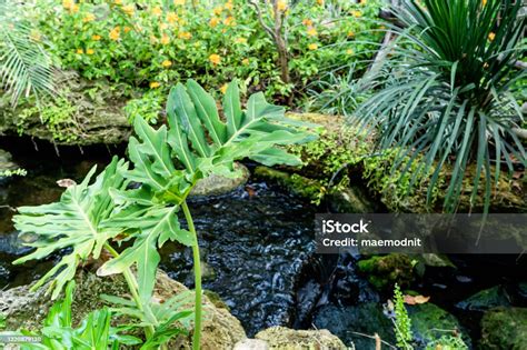 포테아 델리시오사 또는 스위스 치즈 식물 열대 잎은 흐릿한 개울과 녹지 배경을 가지고 있습니다 전면 잎에 선택적 초점 녹색 잎