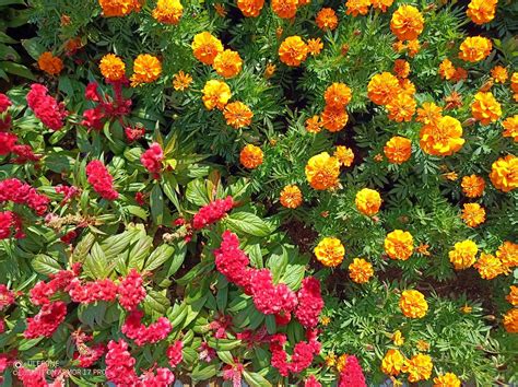 Ulefone Armor Pro Review Magsafe With A Rugged Phone Gizmochina